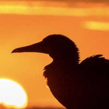 Aves marinas: el mar que nos rodea. - Aprendo en Casa
